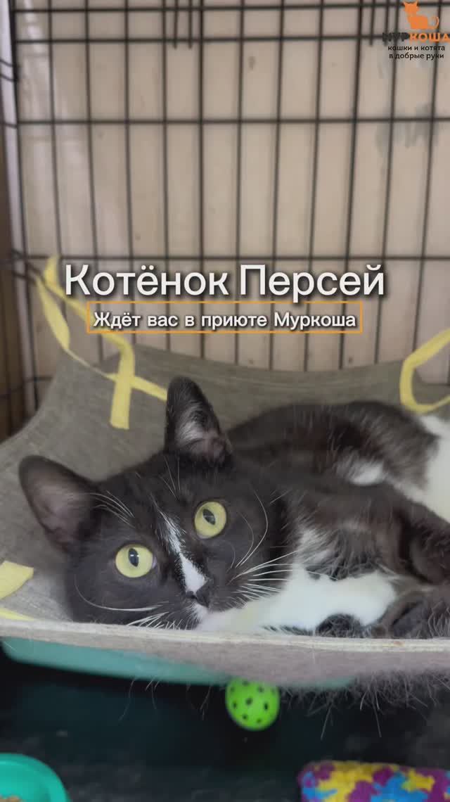 Персей ждёт вас в приюте #Муркоша