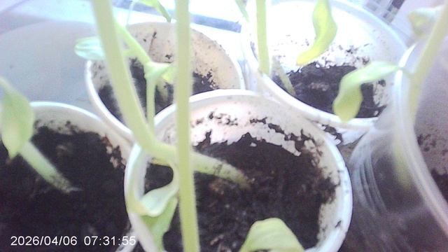 Обзор и полив рассады томатов сорта Оля F1