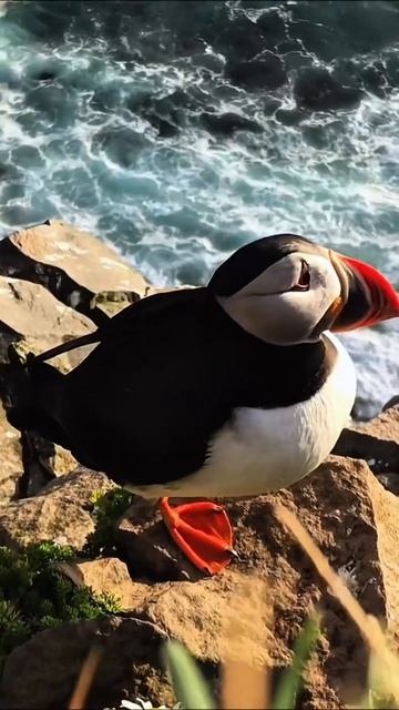 Исландия 🇮🇸