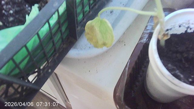 Обзор нашего кабачкового растения, посаженного в феврале