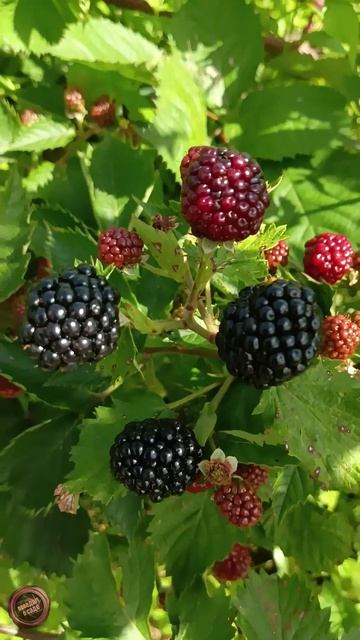 ежевика Джамбо