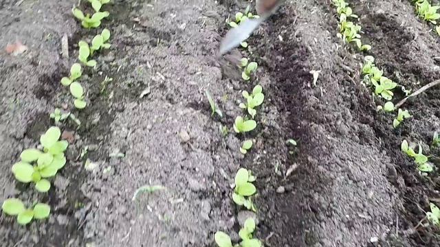 2305.  ВПЛ. Всходит лук семенами.