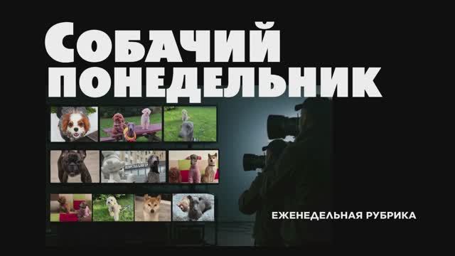 СОБАЧИЙ ПОНЕДЕЛЬНИК