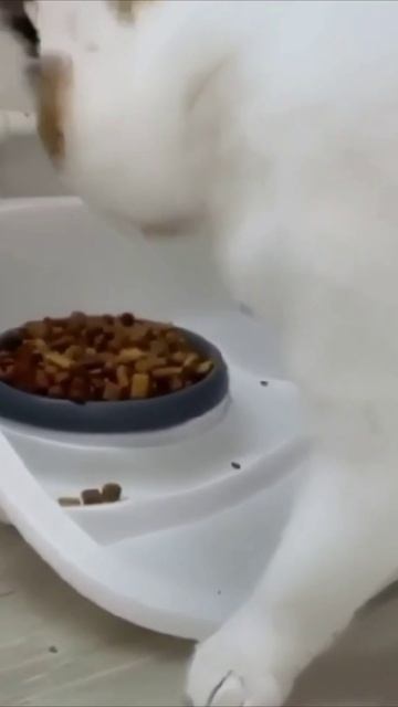 Смешные коты #117-5