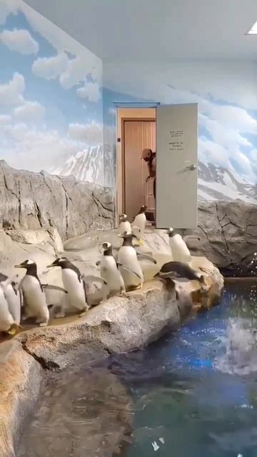 Тюремные условия пингвинов...