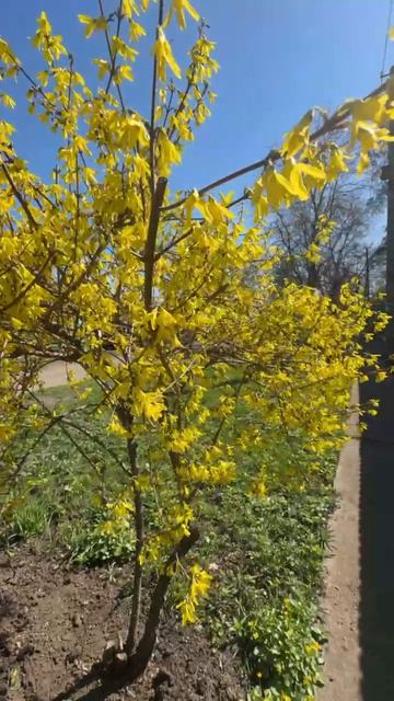 ДНР. Харцызск. 05.04.2026. Цветы у дома Форзиция Голдзаубер