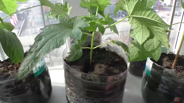 Рассаде клещевины месяц