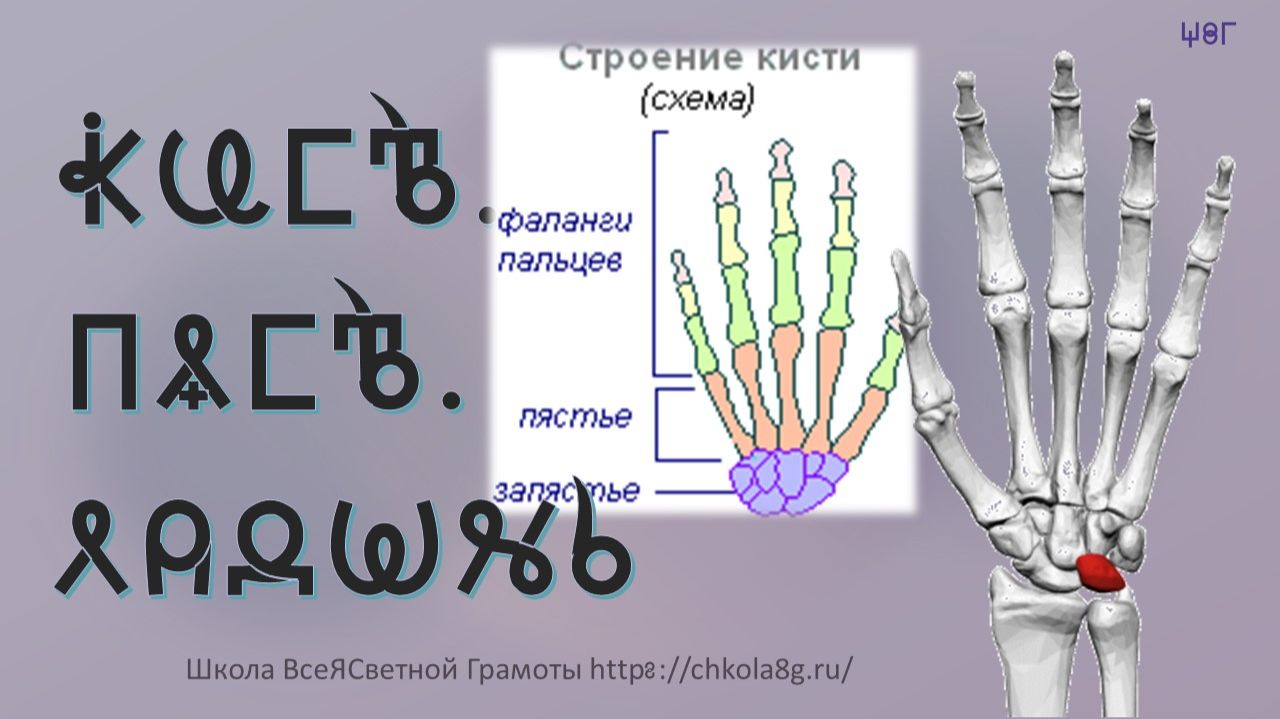 Кисти рук. Пясть. Ладонь. Этимология. ВсеЯСветная Грамота