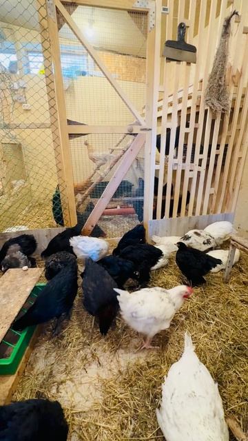 Агростраж в курятнике