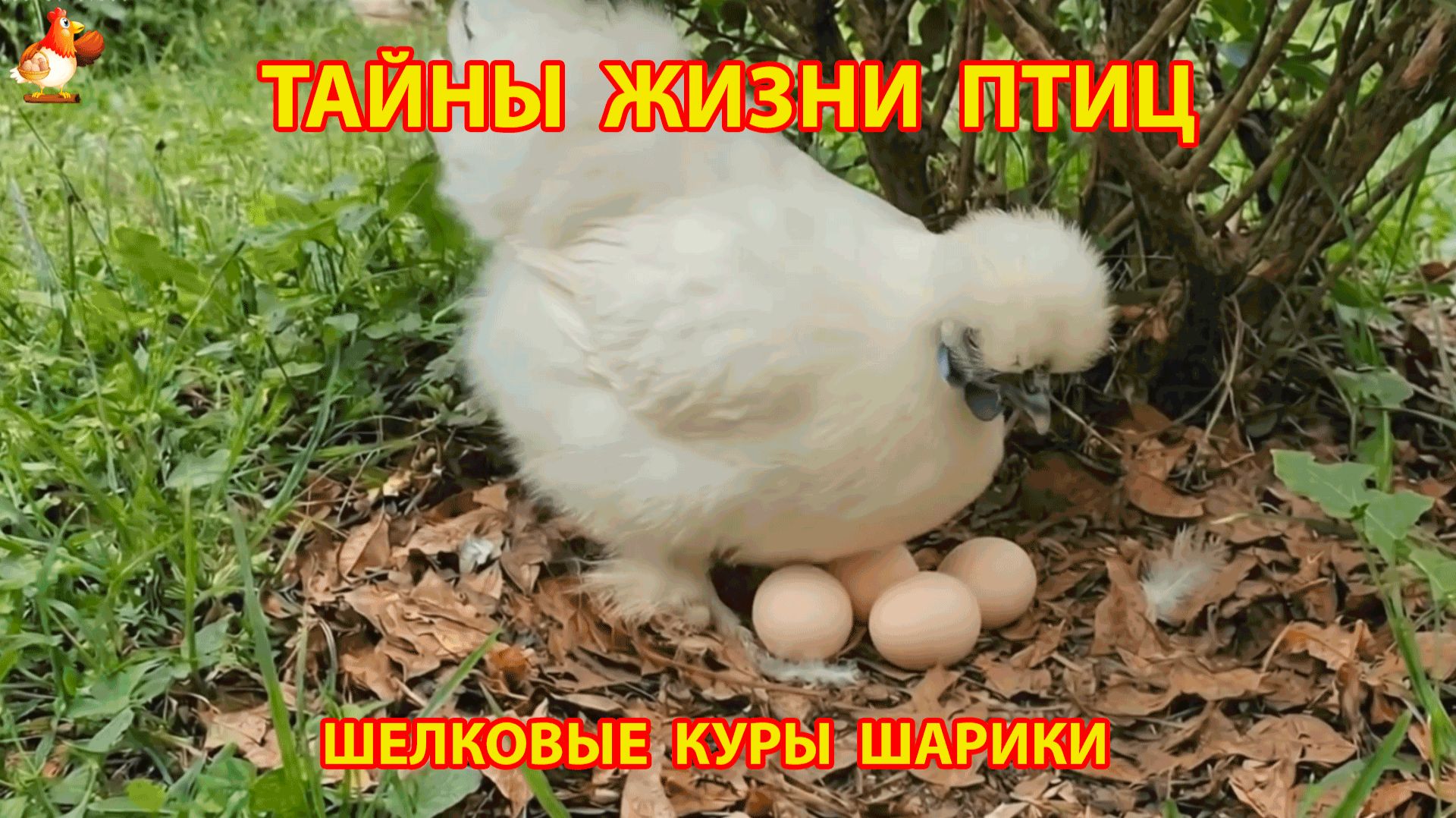 Тайны жизни птиц в природе – Шелковые куры и другие несушки