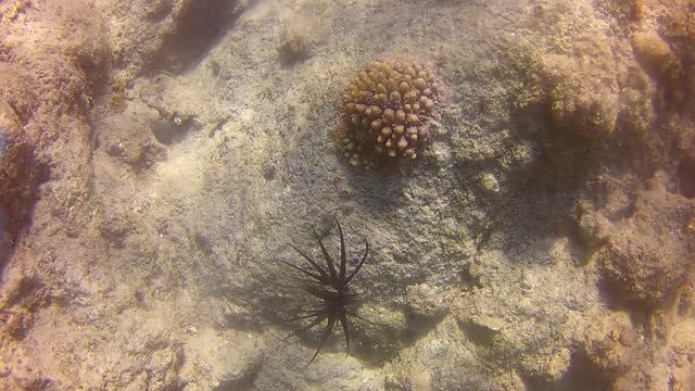 Рыбы Андаманского моря. Крылатка  (Pterois volitans).