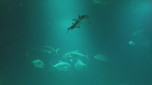 Акулы. Скаты. Рыбки. Релакс. Москвариум 2026