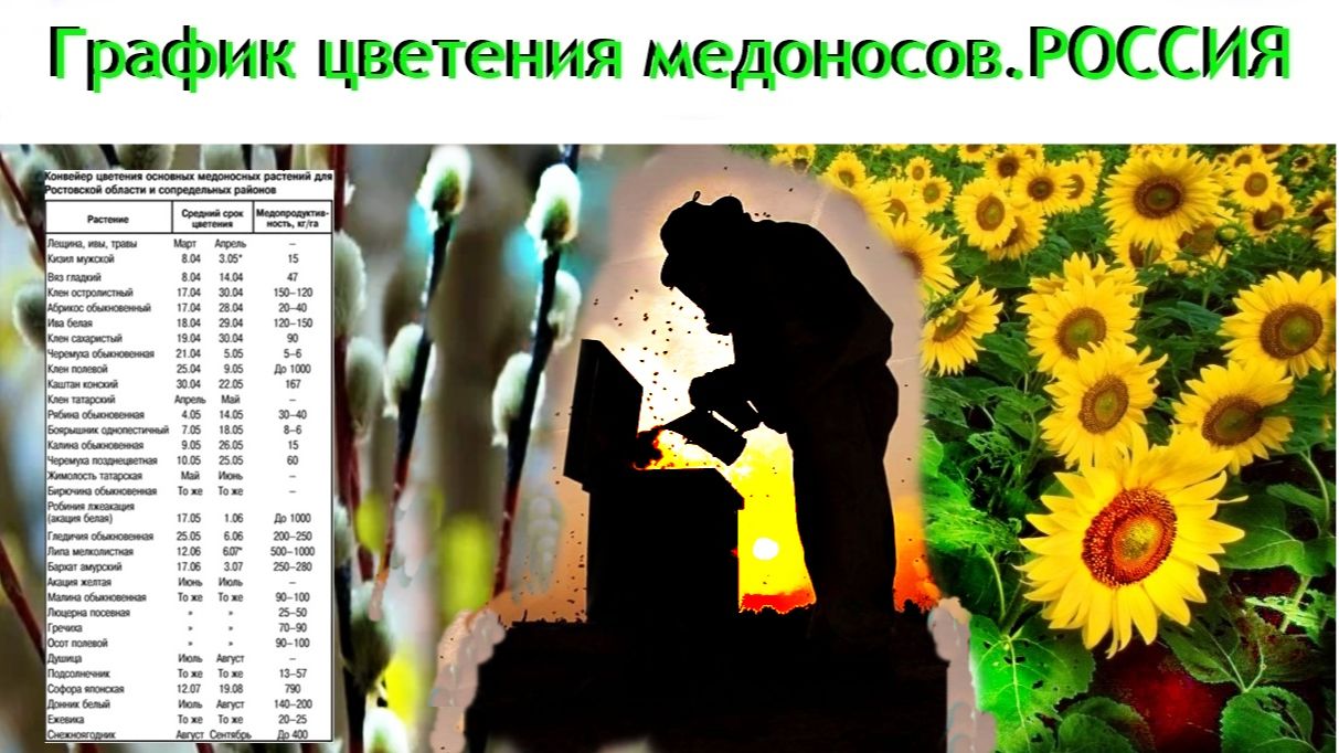 Составь свой график цветения медоносов   🐝🌹🌺 🐝