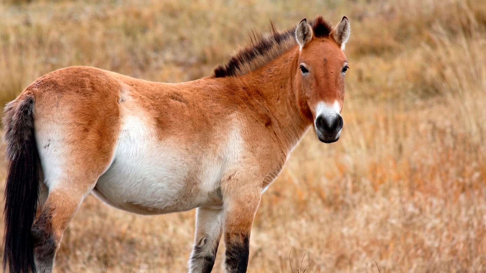 Лошадь – друг степи. Когда она стала домашним животным?