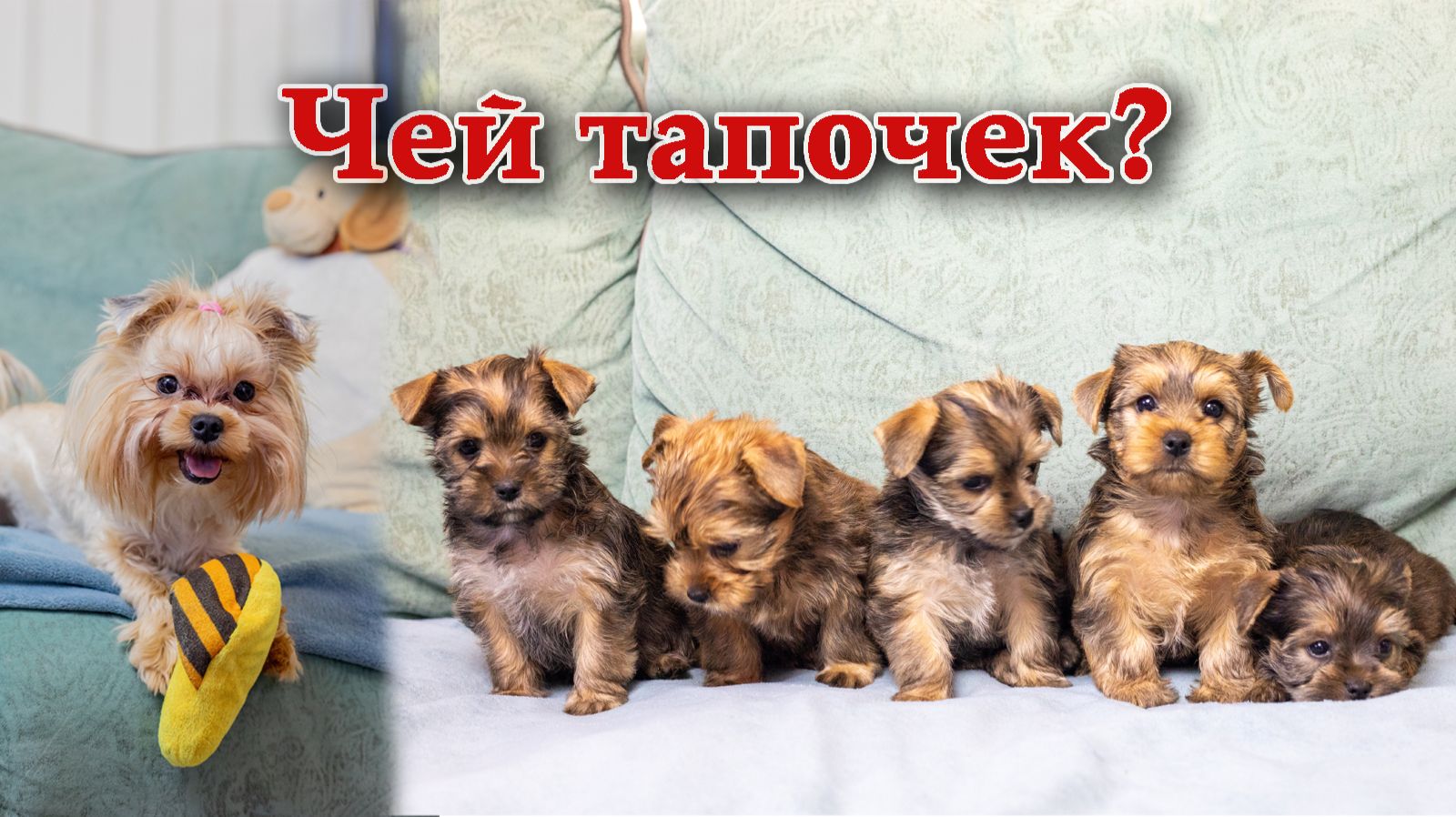 Чей тапочек?