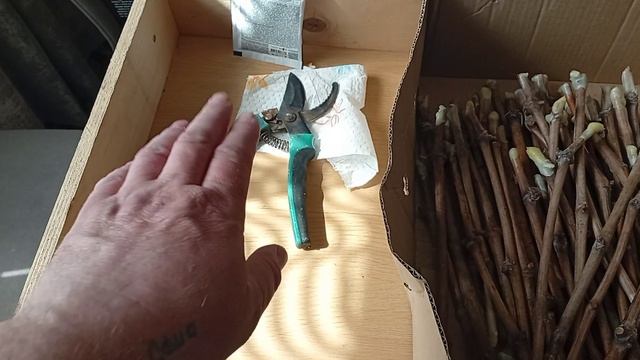 кильчевание черенков винограда