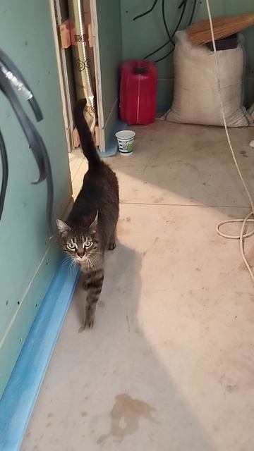 Две Маруси.Уличные котики