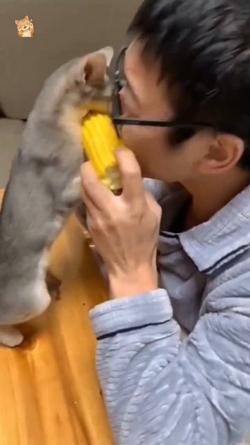 Скинь кусочек, жадина!😻Веселые котики. Коты хулиганы! Невероятные трюки! #кот #трюк #смех #short