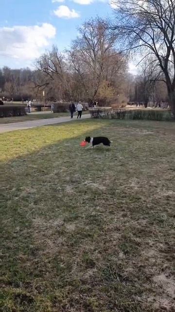 Бордер Колли Делита - весна, тренировки возобновляются)