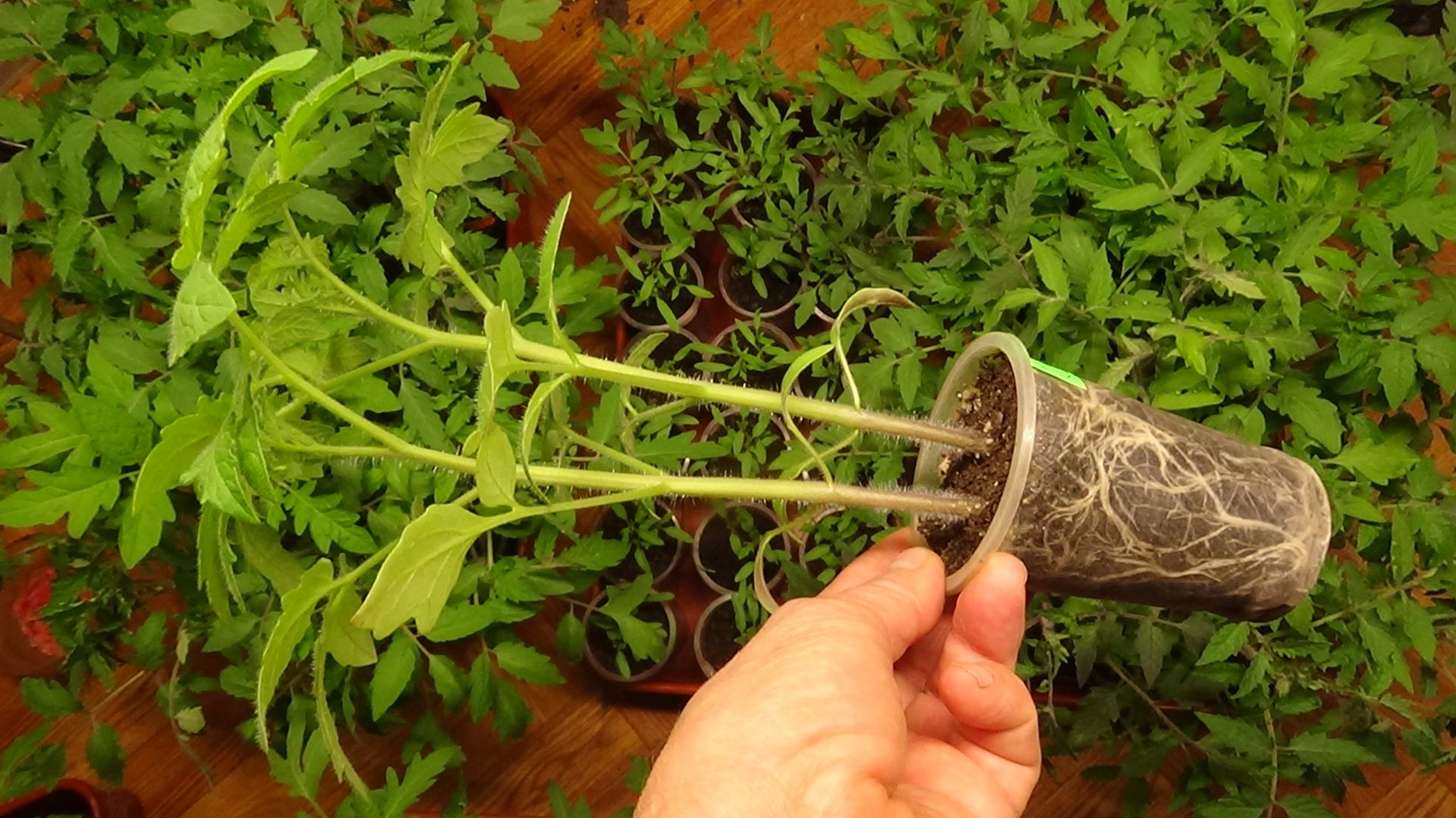 Пикирую ОЧЕНЬ ВЗРОСЛУЮ рассаду томатов. Показываю подробно. 6.04.2026.