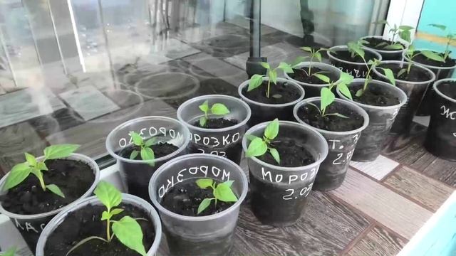 Перцы 6 апреля