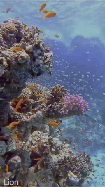 dolby vision красота подводного мира