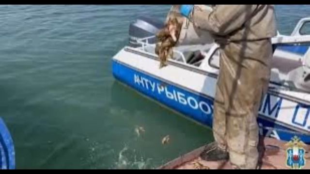 92 года назад - День образования государственных органов рыбоохраны России