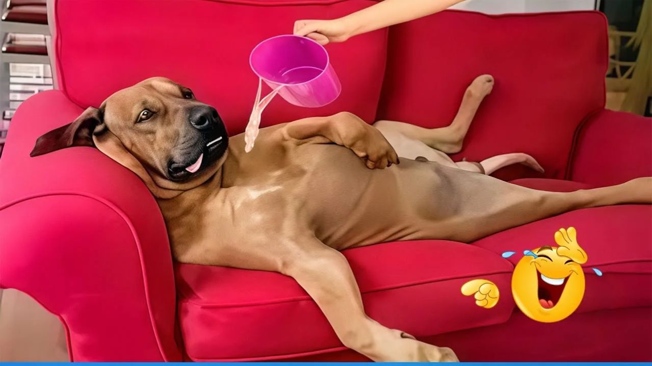 СМЕШНЫЕ КОТЫ | ЛУЧШИЕ ПРИКОЛЫ С КОТАМИ, КОШКИ, ЖИВОТНЫЕ, СМЕШНОЕ ВИДЕО