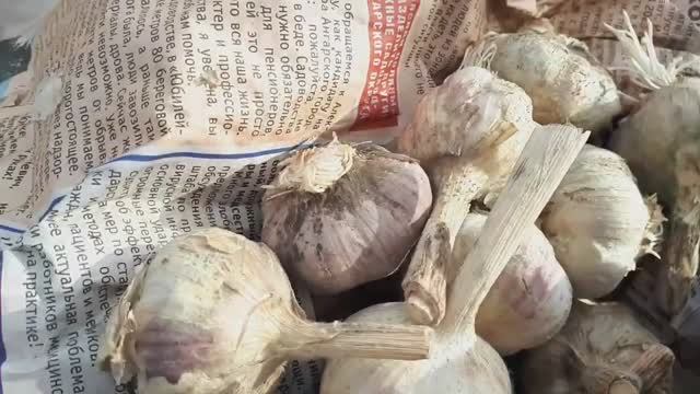 2323.  ВПЛ.Мой озимый чеснок зимовал в прикопе!