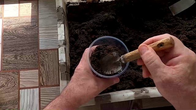 Посев многолетнего цветка армерии