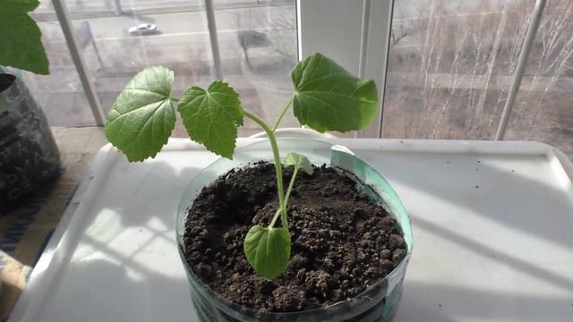 Рассаде бамии месяц