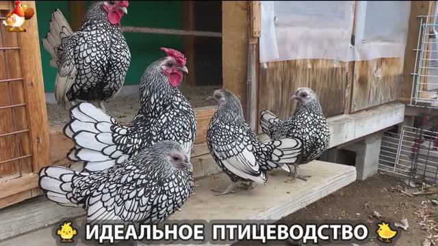Идеальное птицеводство достойно восхищения 🐓🦆🦢🦚🦃🐔 эпизод (482)