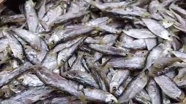 Тюлька слабой соли вяленая