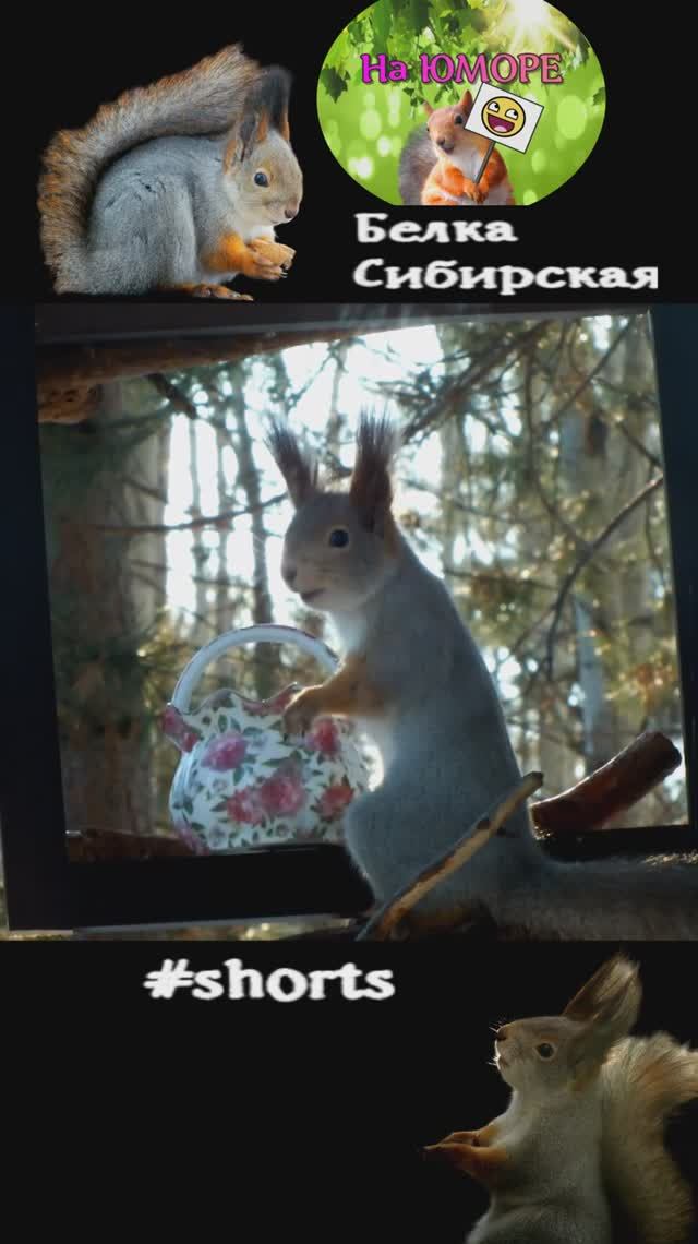 Белка обедает на кормушке картине