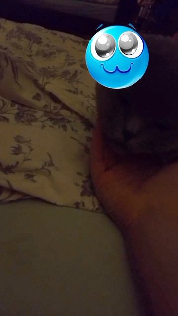 кошка #shorts. (37 часть)