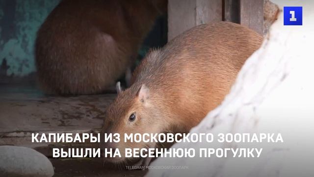 Капибары из Московского зоопарка вышли на весеннюю прогулку