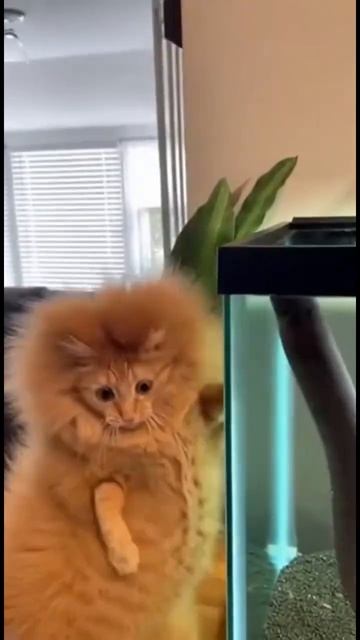 Рыбка не по зубам