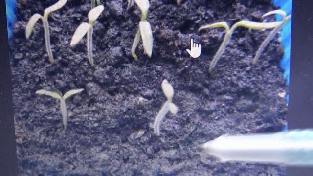 На этот вопрос я ответить не могу! Нужна помощь зрителей! 6.04.2026.