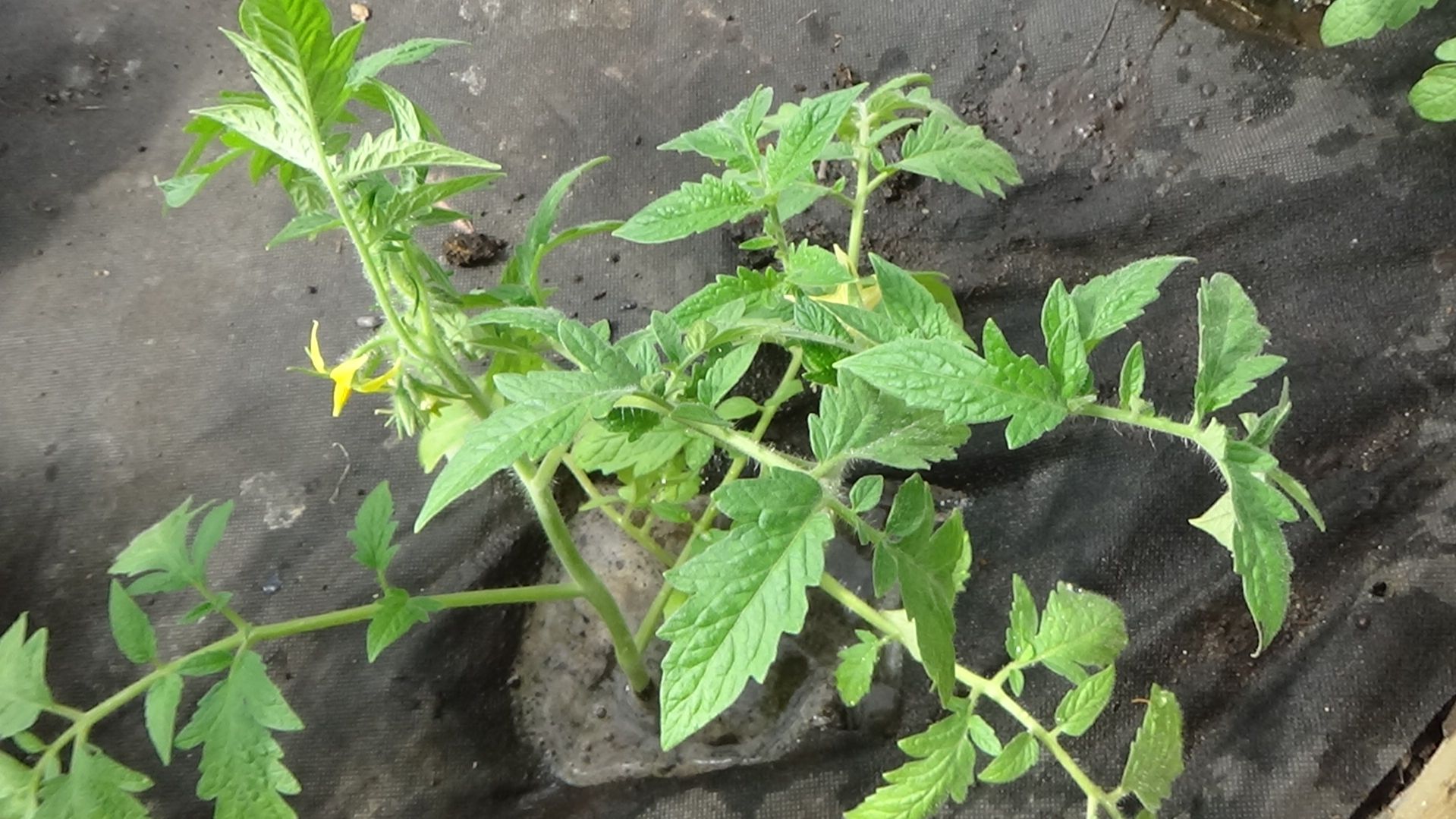 Первые ТОМАТЫ - "РАЗВЕДЧИКИ" высажены в теплицу! 6.04.2026.