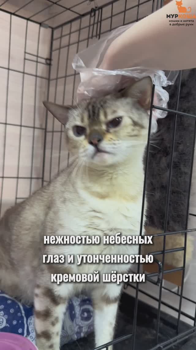 Рися ждёт вас в приюте #Муркоша