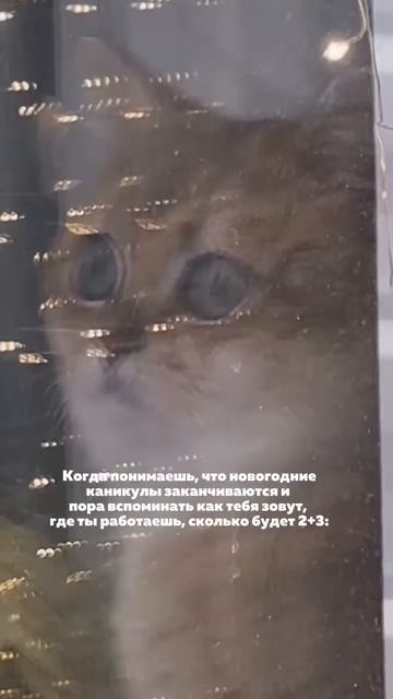 Котик грустит