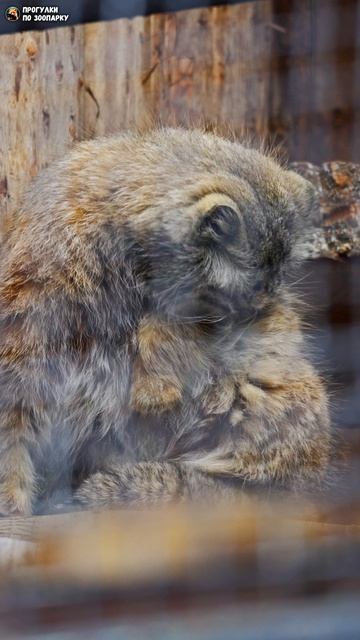 Манул Намика умывается. Ленинградский зоопарк