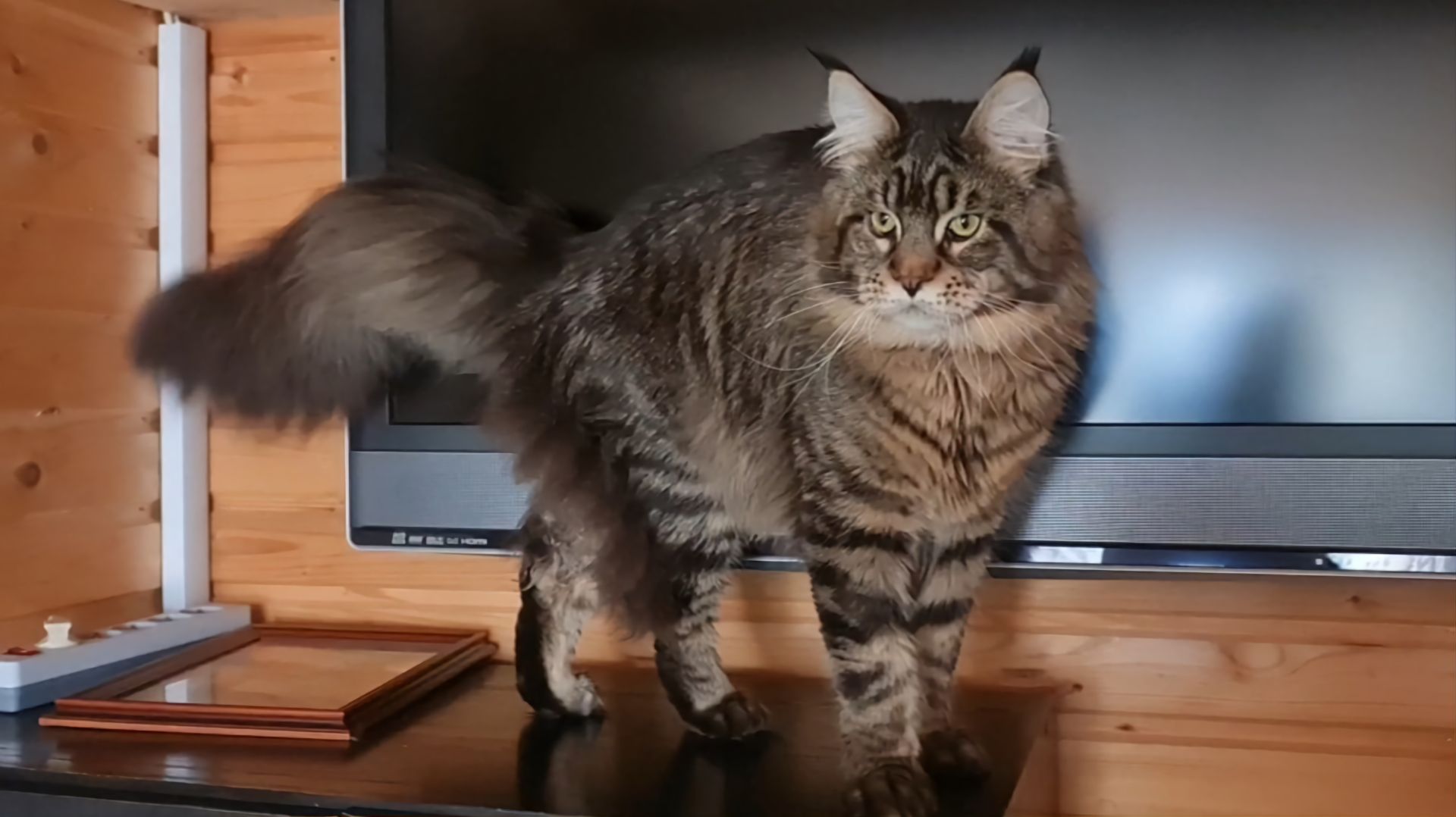 обзор внешнего вида Мейн куна из питомника ( 10 месяцев)