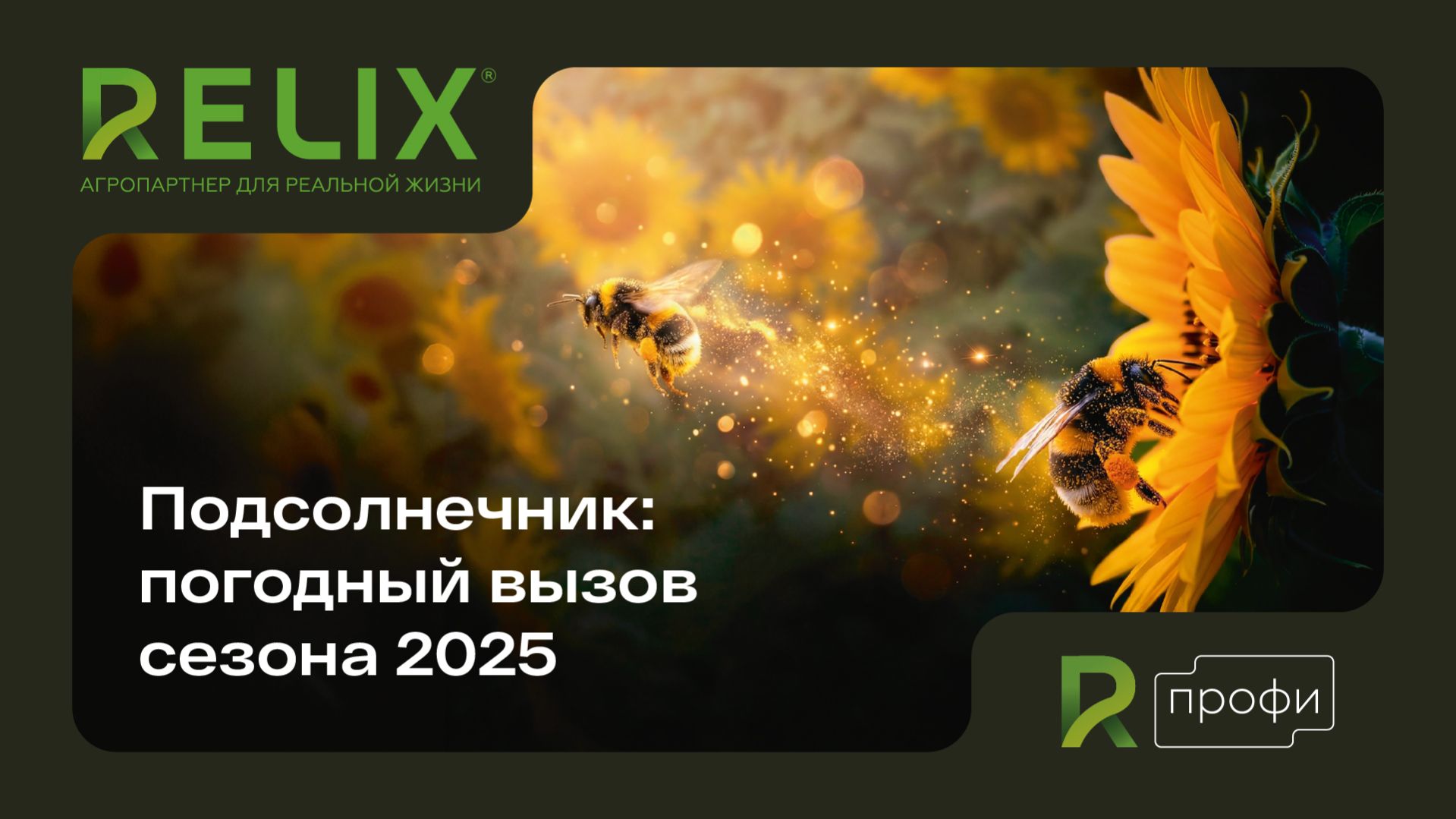 RELIX Сингента Подсолнечник Погодные вызовы 2025