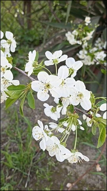 Сирень и не только в Рустави (Грузия) 06.04.2026