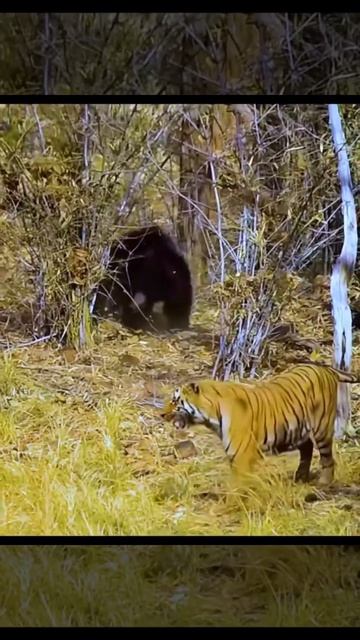 Тигр явно переоценил собственные силы