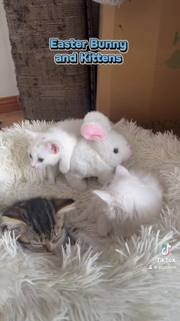 Пасхальный Заяц и Котята #пасхальныйкролик #котятамилота #котята #kittens #cutekittens
