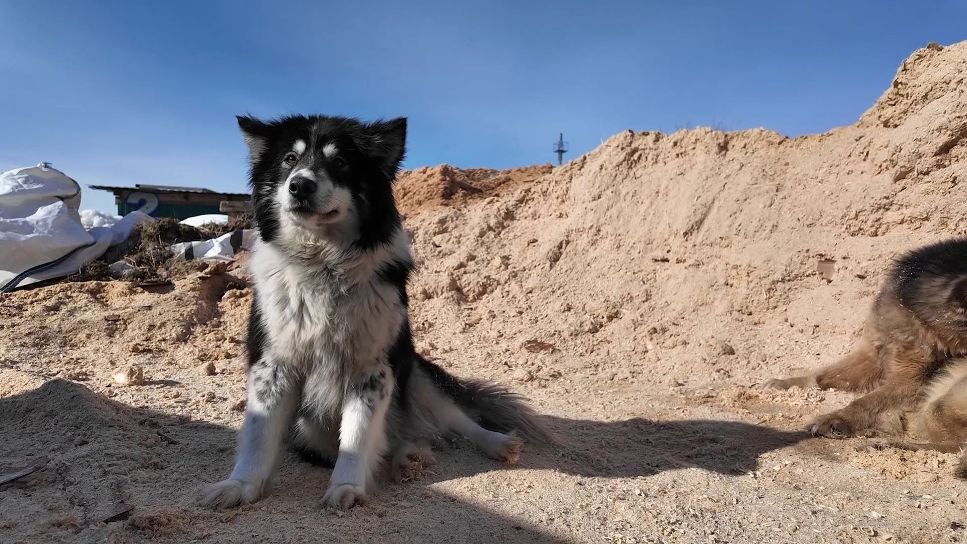 Пыть-яхцы поддерживают приют для бездомных животных