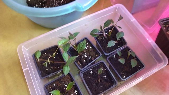 Обзор домашней теплицы на 6 апреля