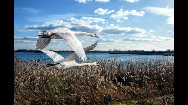 ГУСИ-ЛЕБЕДИ